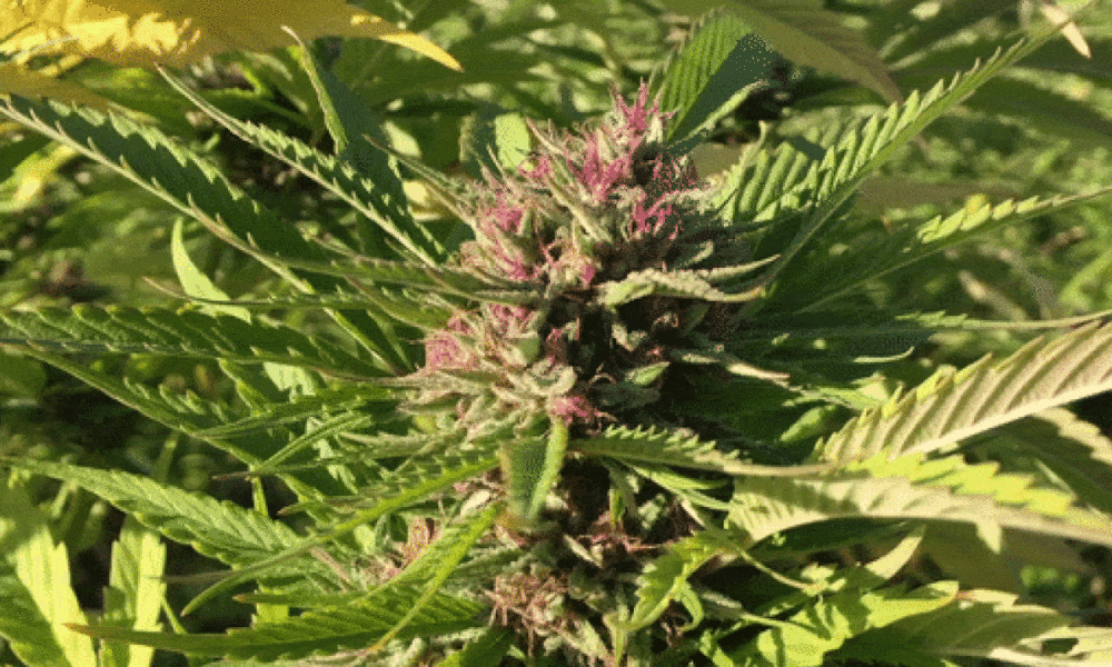 The Pros and Cons of Different Cannabis Ingestion Methods