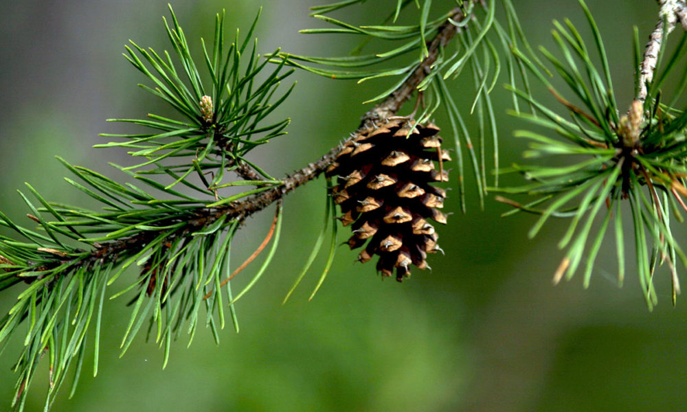 Pinene: The Anti-Inflammatory Terpene That Helps Respiratory Conditions