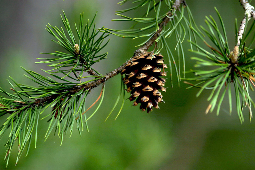 Pinene: The Anti-Inflammatory Terpene That Helps Respiratory Conditions