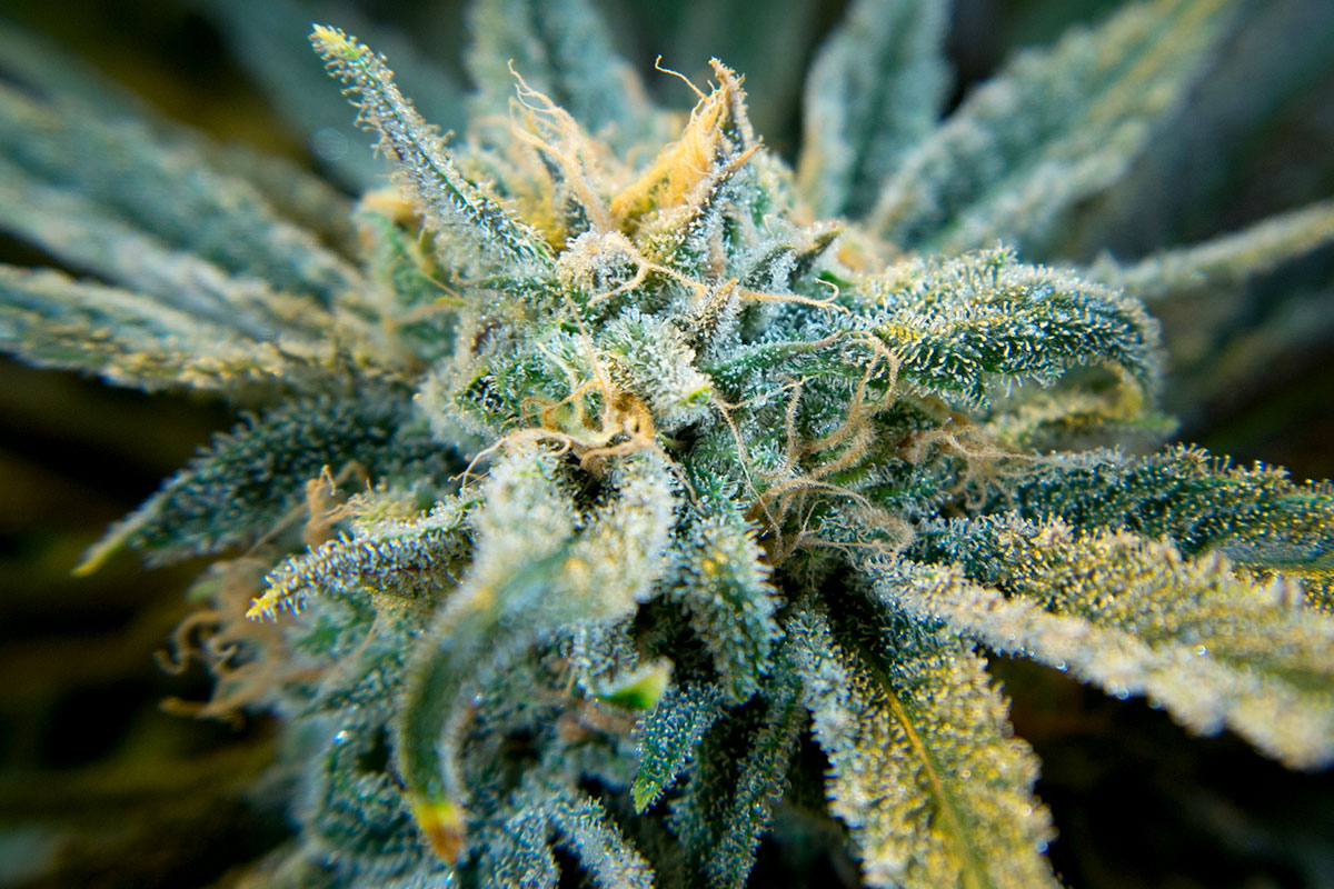 THCA The Highly Medicinal Non Psychotropic Cannabinoid THCA The Highly Medicinal Non Psychotropic Cannabinoid