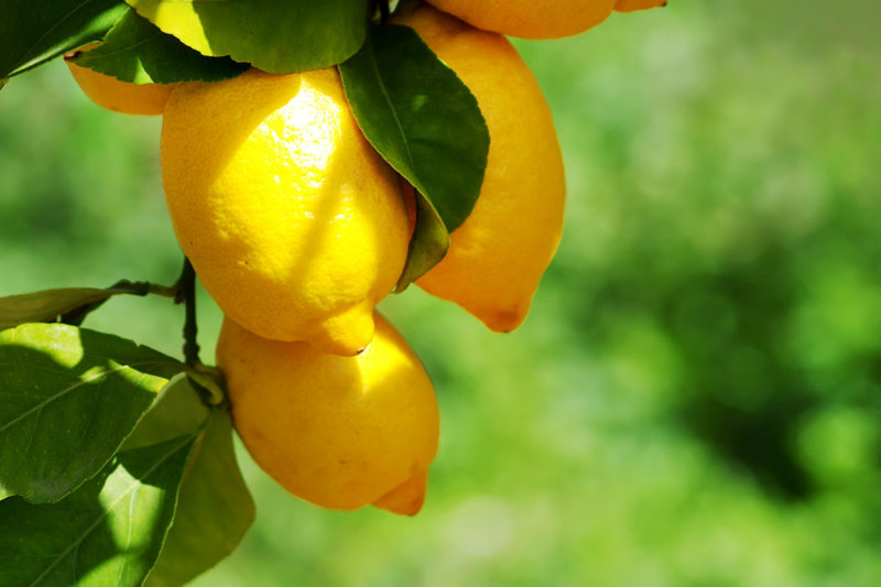 Limonene: The Terpene With a Citrus Twist