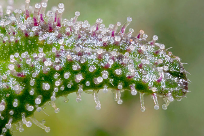 The Mighty Trichome: From Bag Appeal to a Billion Dollar Business