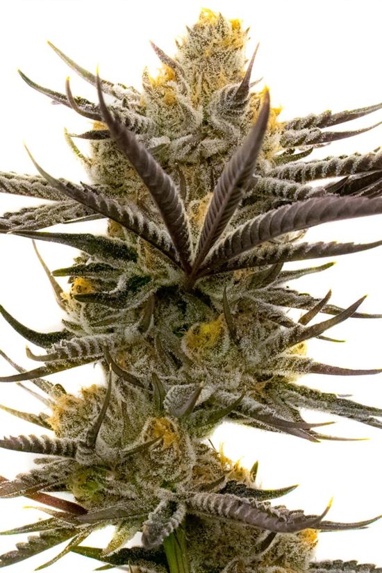 10 Couch-lock Cannabis Strains to Help You Stay Home