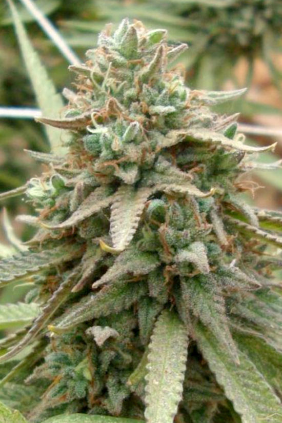 10 Couch-lock Cannabis Strains to Help You Stay Home